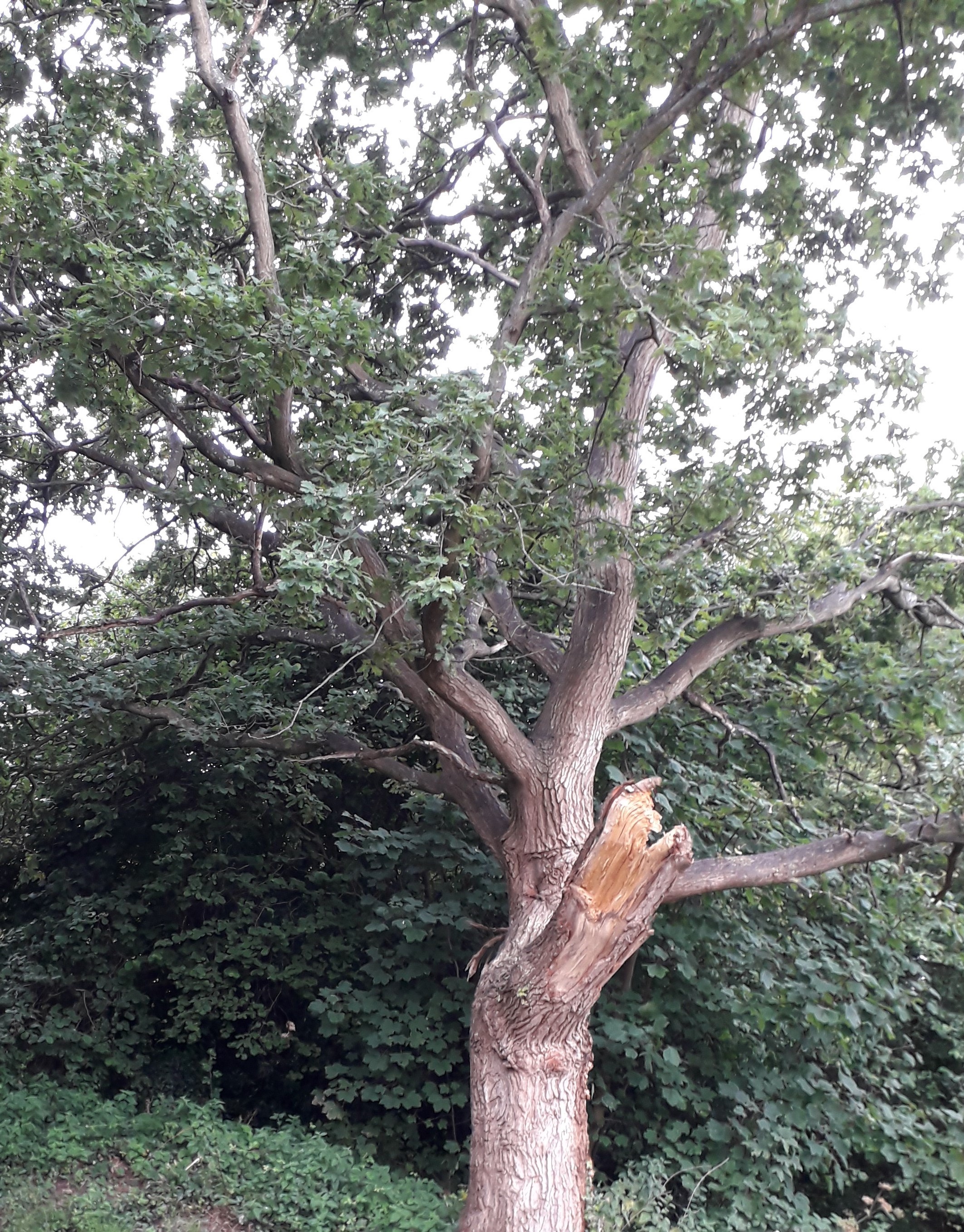 Wonderful Woodland – Dandelion Nature