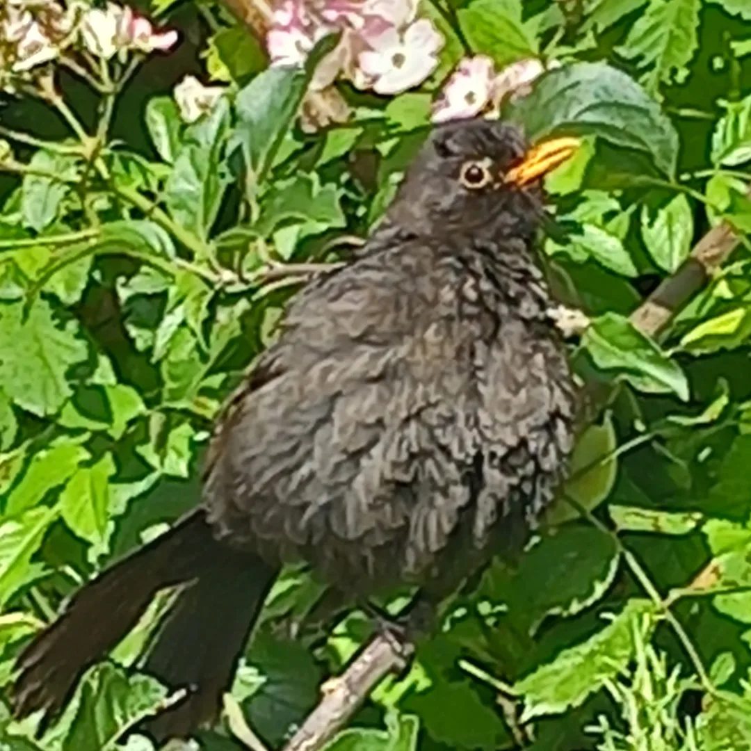A Swift Sandwich – Dandelion Nature